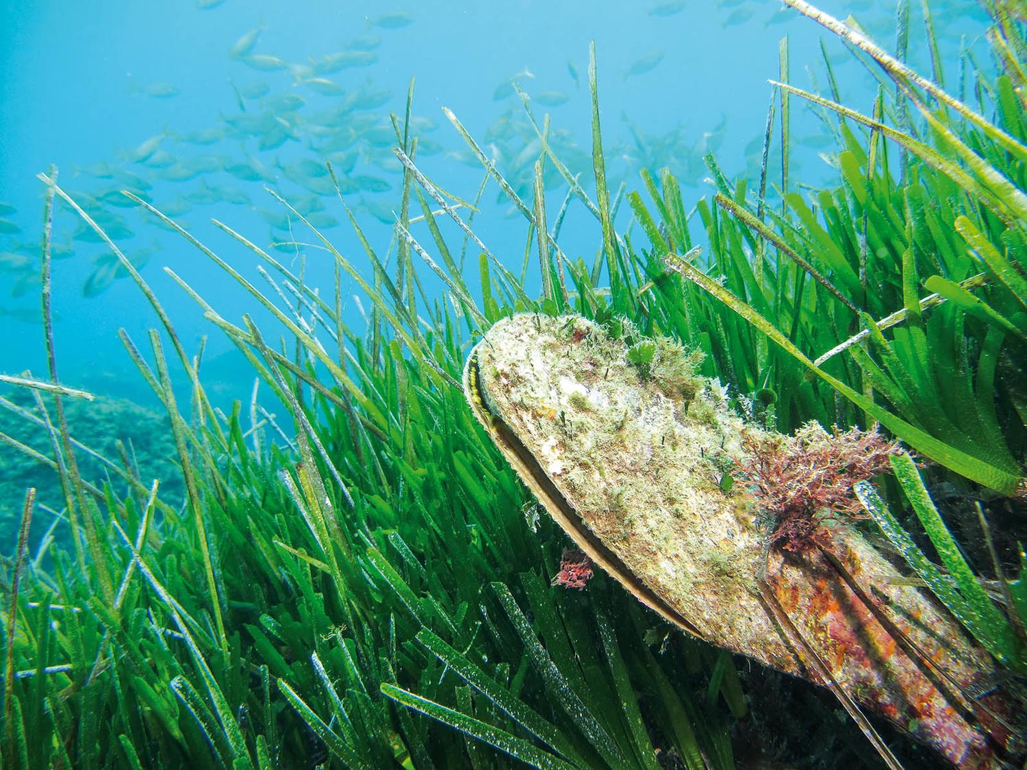 Posidonia, el amenazado bosque marino milenario del Mediterráneo - El ...