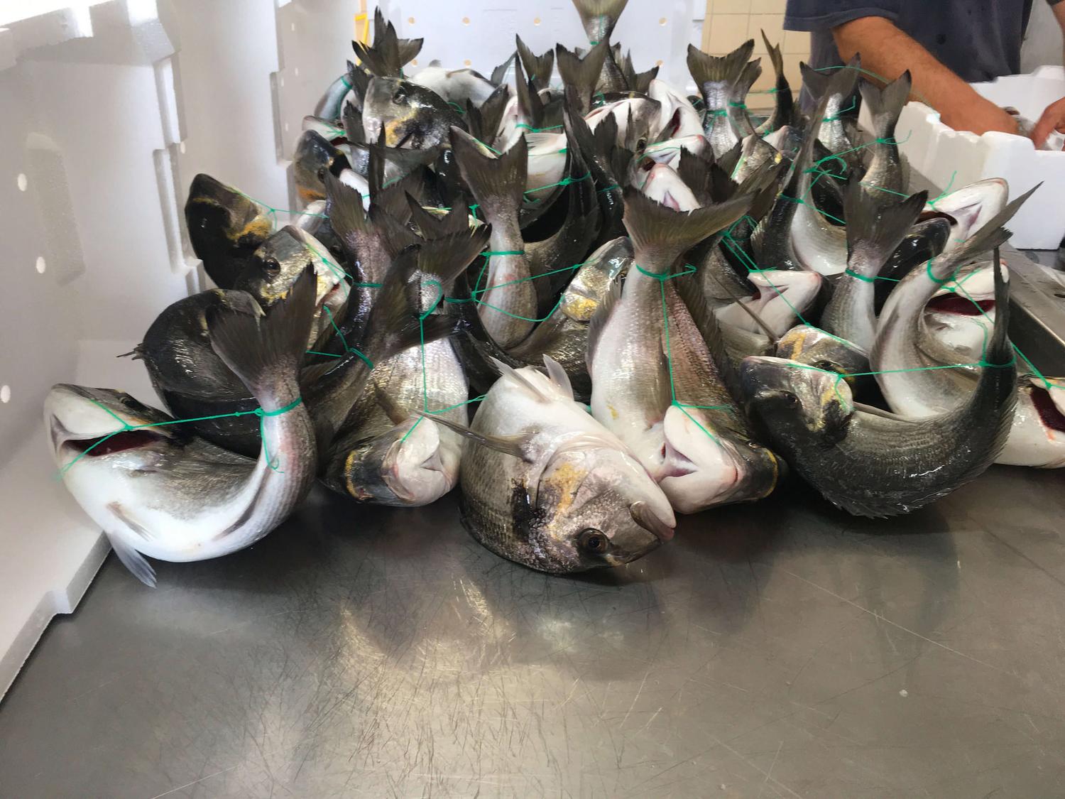 Peces agonizando hasta morir y otros horrores de la acuicultura - El ...