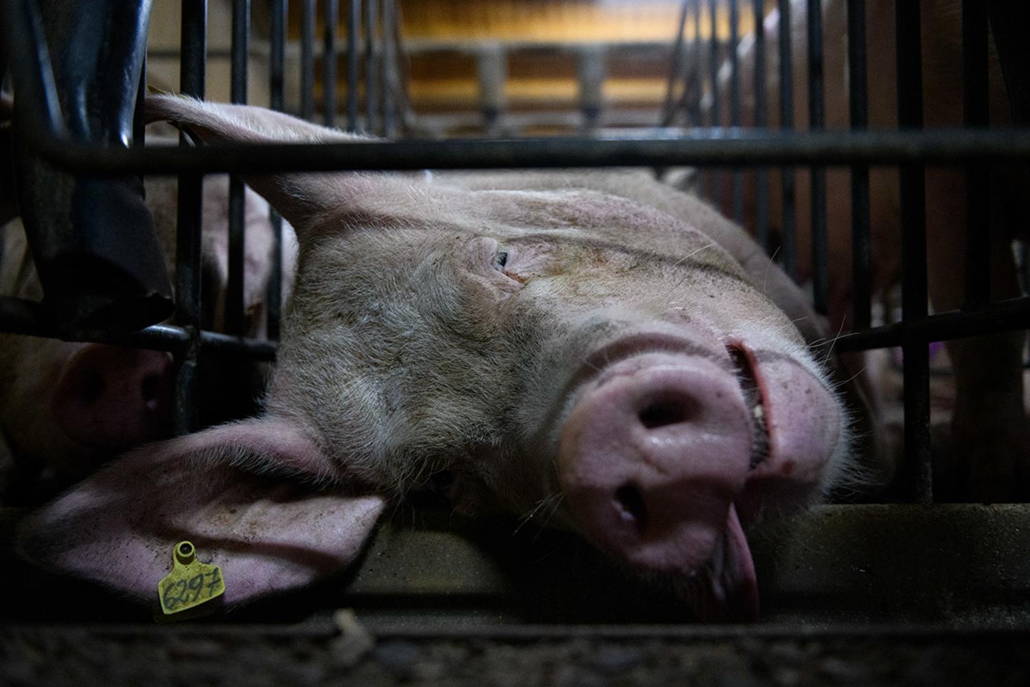 - El Salto - Edición General