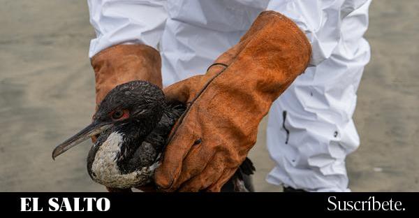 Un año después del derrame de Repsol en Perú: ni limpieza ni reparación ...